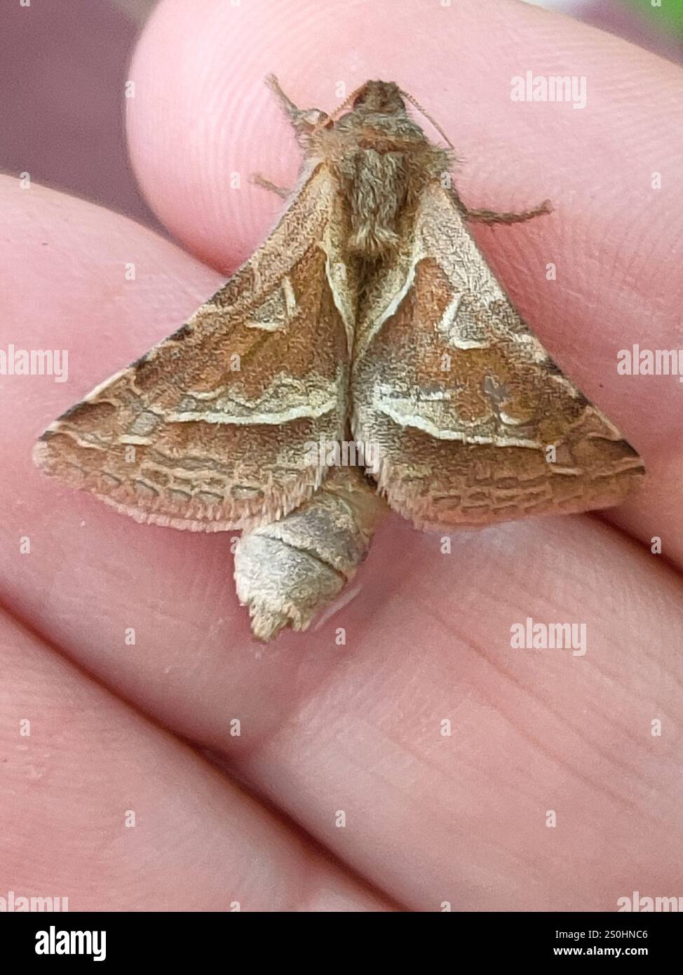 Orange Swift (Triodia sylvina Stock Photo - Alamy