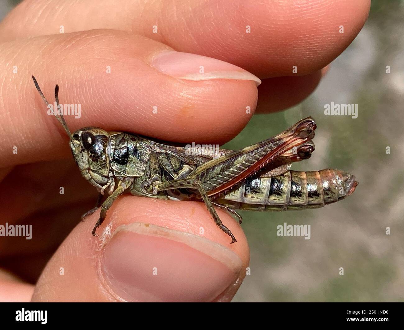 Club-legged Grasshopper (Gomphocerus sibiricus Stock Photo - Alamy