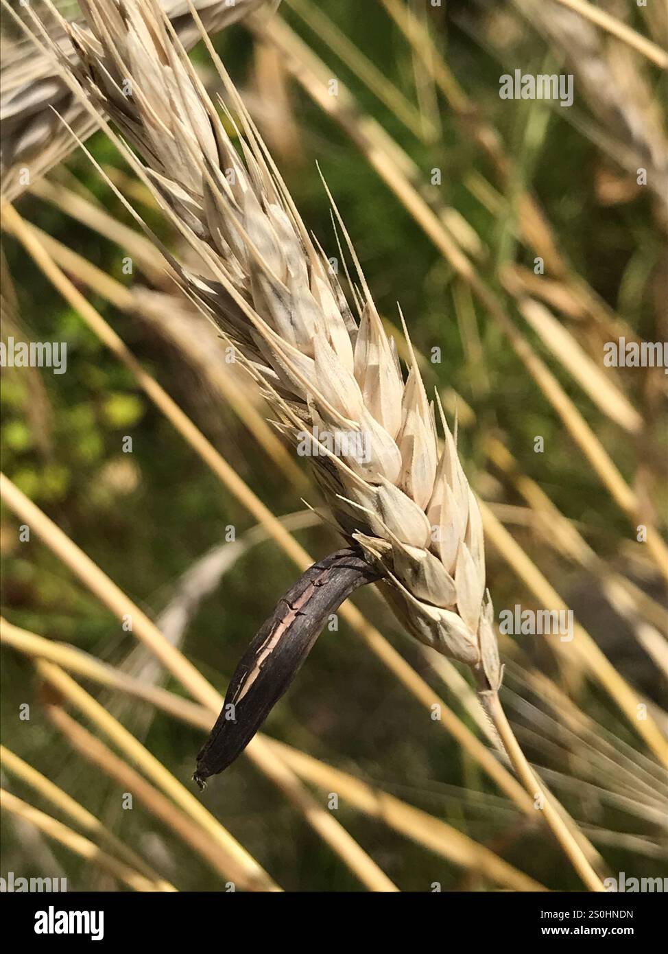Rye Ergot (Claviceps purpurea Stock Photo - Alamy