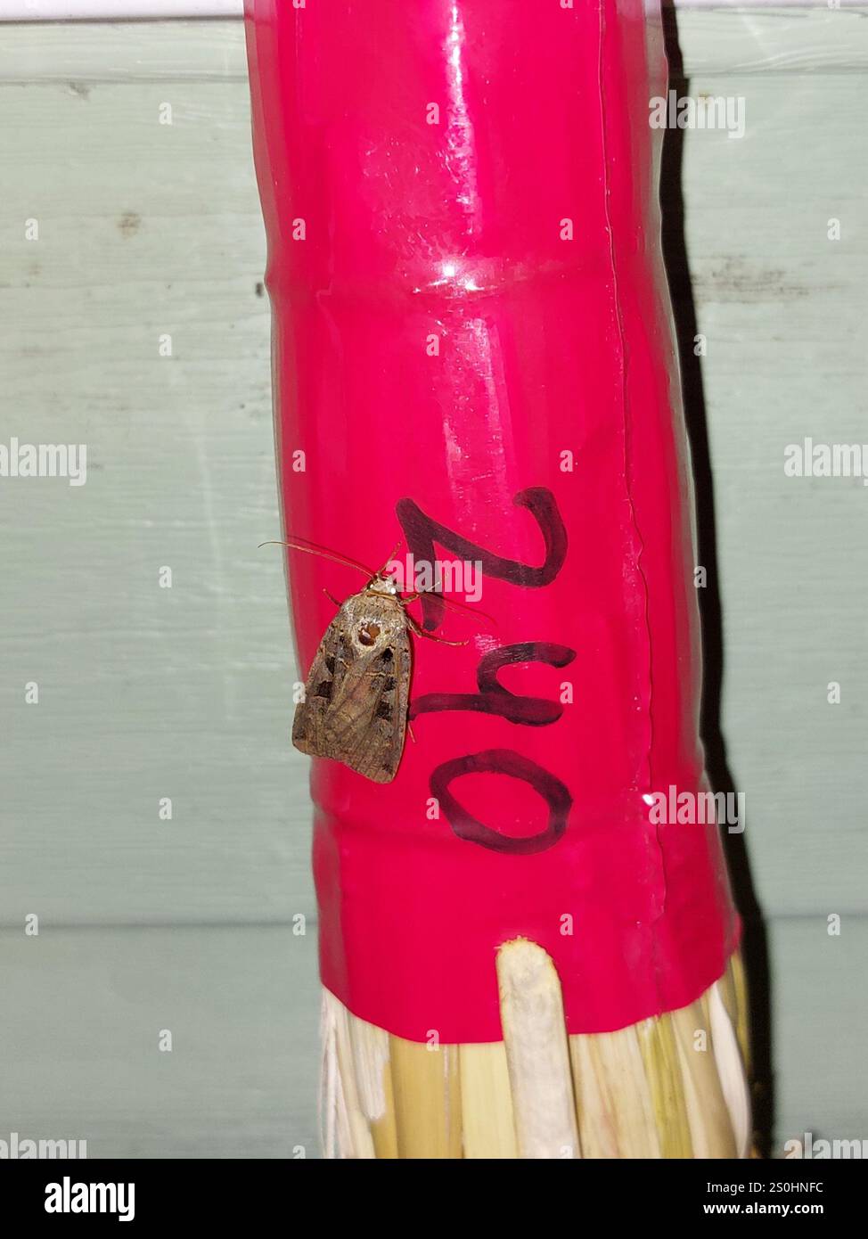 Double Square-spot (Xestia triangulum Stock Photo - Alamy