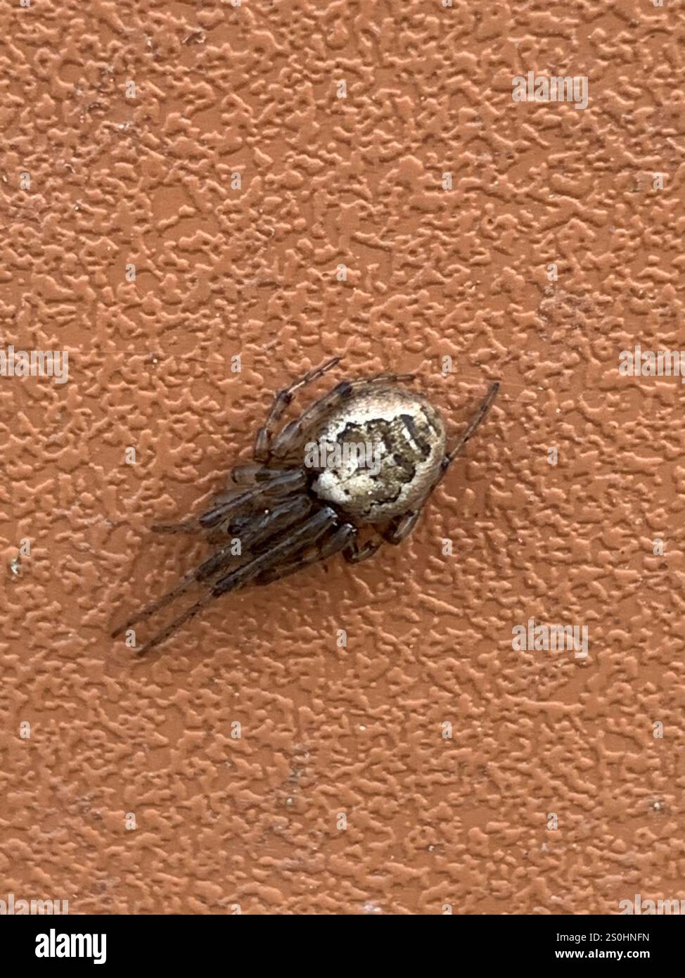 Silver-sided Sector Spider (Zygiella x-notata Stock Photo - Alamy