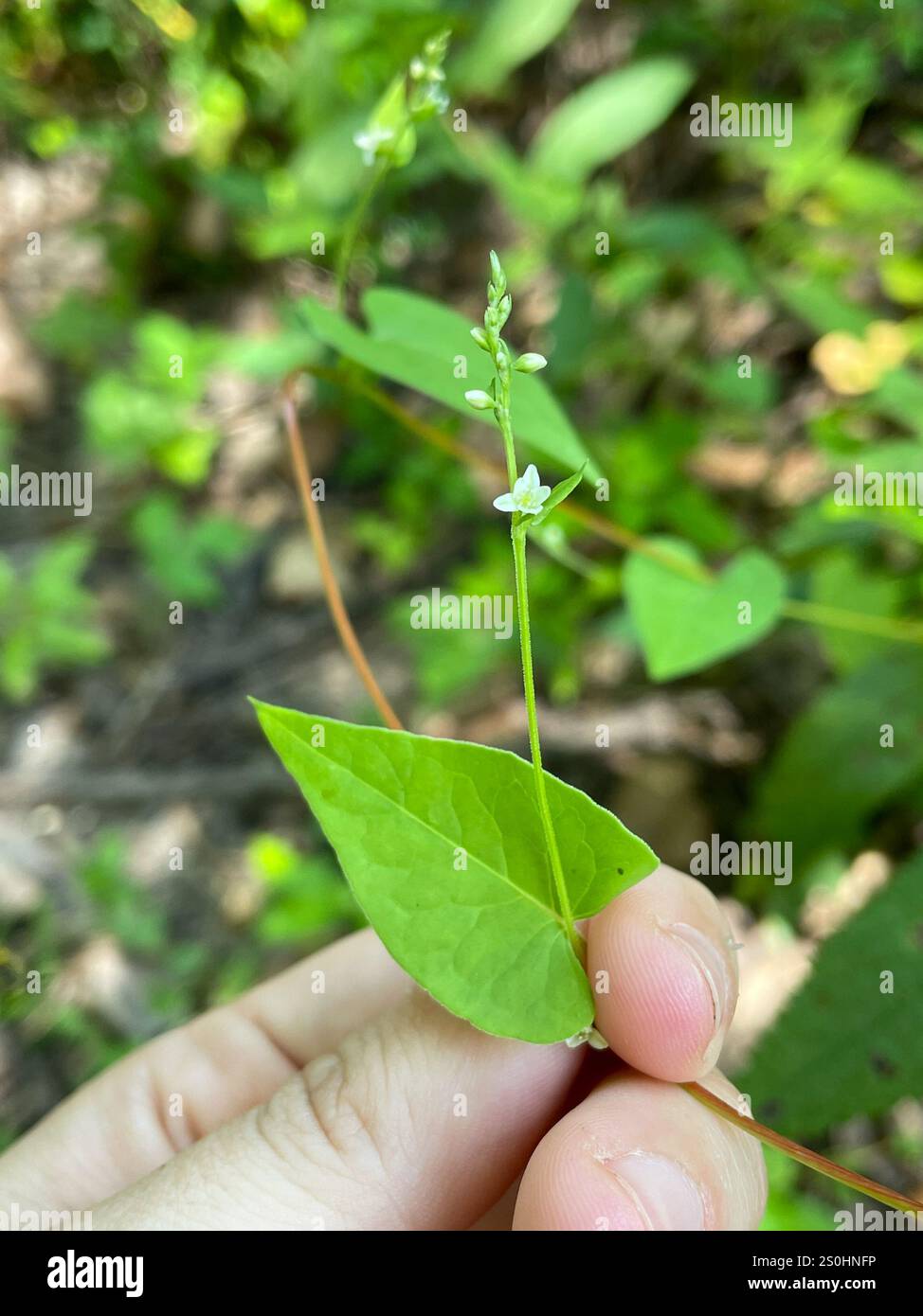 climbing false buckwheat (Fallopia scandens Stock Photo - Alamy