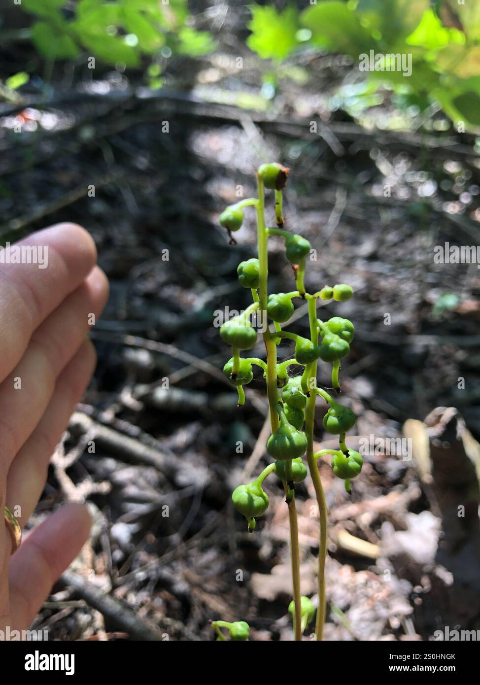 green-flowered wintergreen (Pyrola chlorantha Stock Photo - Alamy