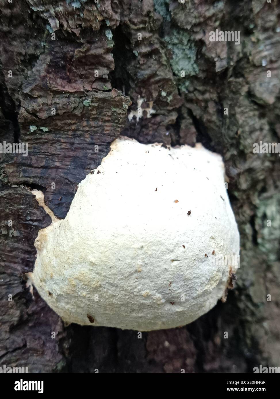 False Puffball (Reticularia lycoperdon Stock Photo - Alamy