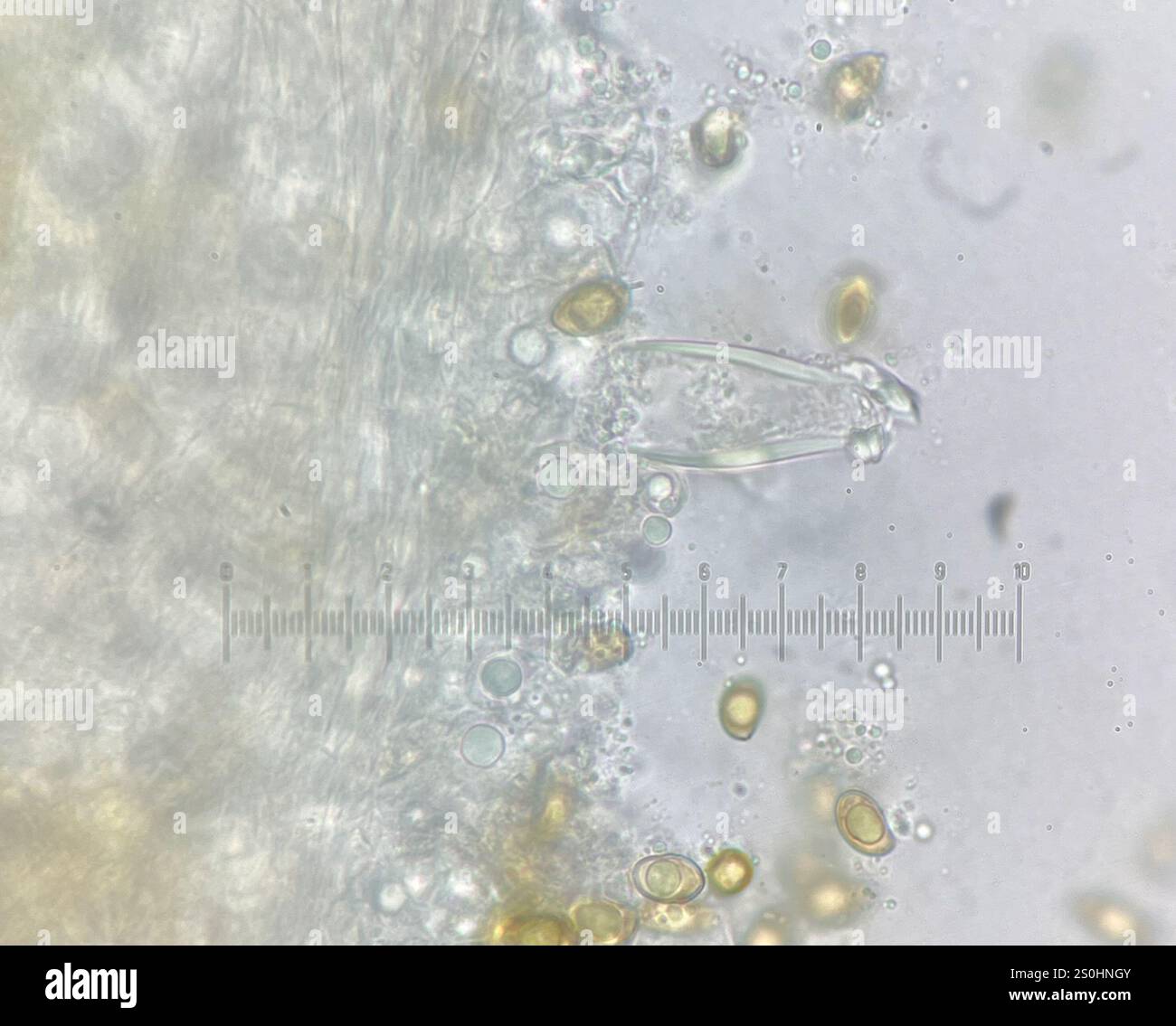 Fiber Caps (Inocybe Stock Photo - Alamy