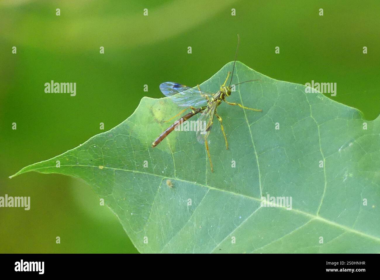 Long-tailed Giant Ichneumonid Wasp (Megarhyssa macrurus macrurus Stock ...
