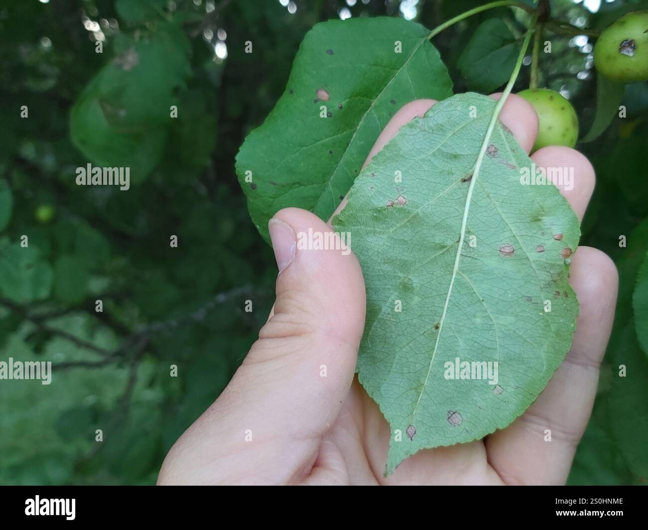 European Wild Apple (Malus sylvestris Stock Photo - Alamy