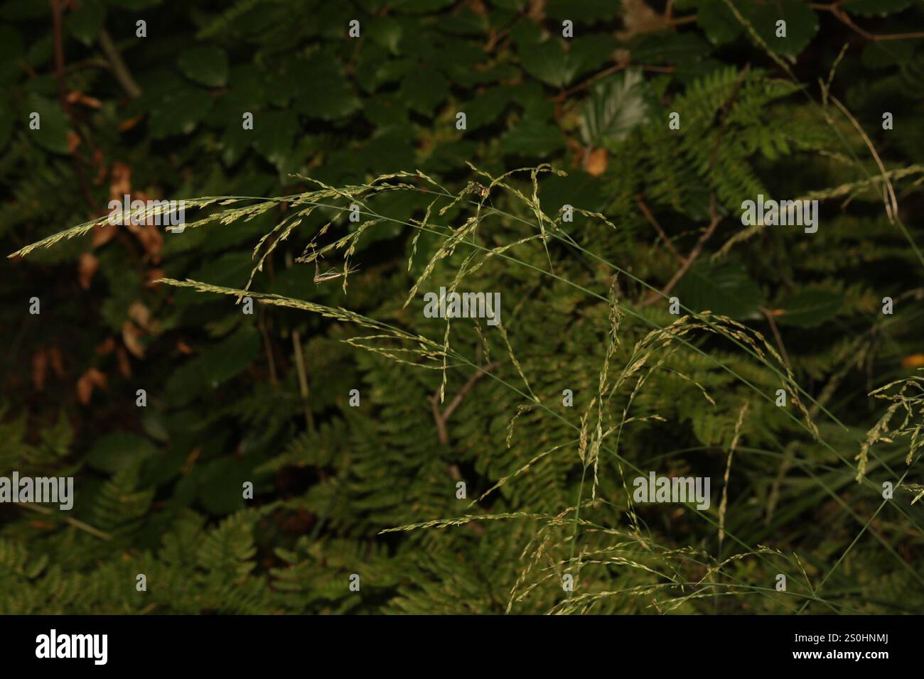 Wood Millet (Milium effusum Stock Photo - Alamy