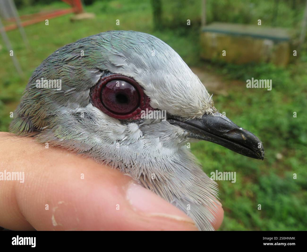 Lemon Dove (São Tomé) (Aplopelia larvata simplex Stock Photo - Alamy