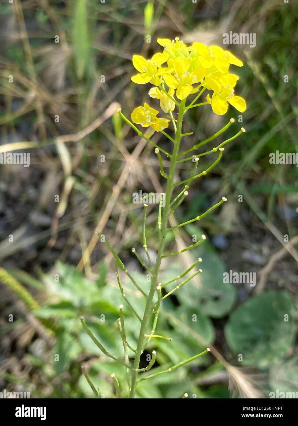 False london rocket hi-res stock photography and images - Alamy