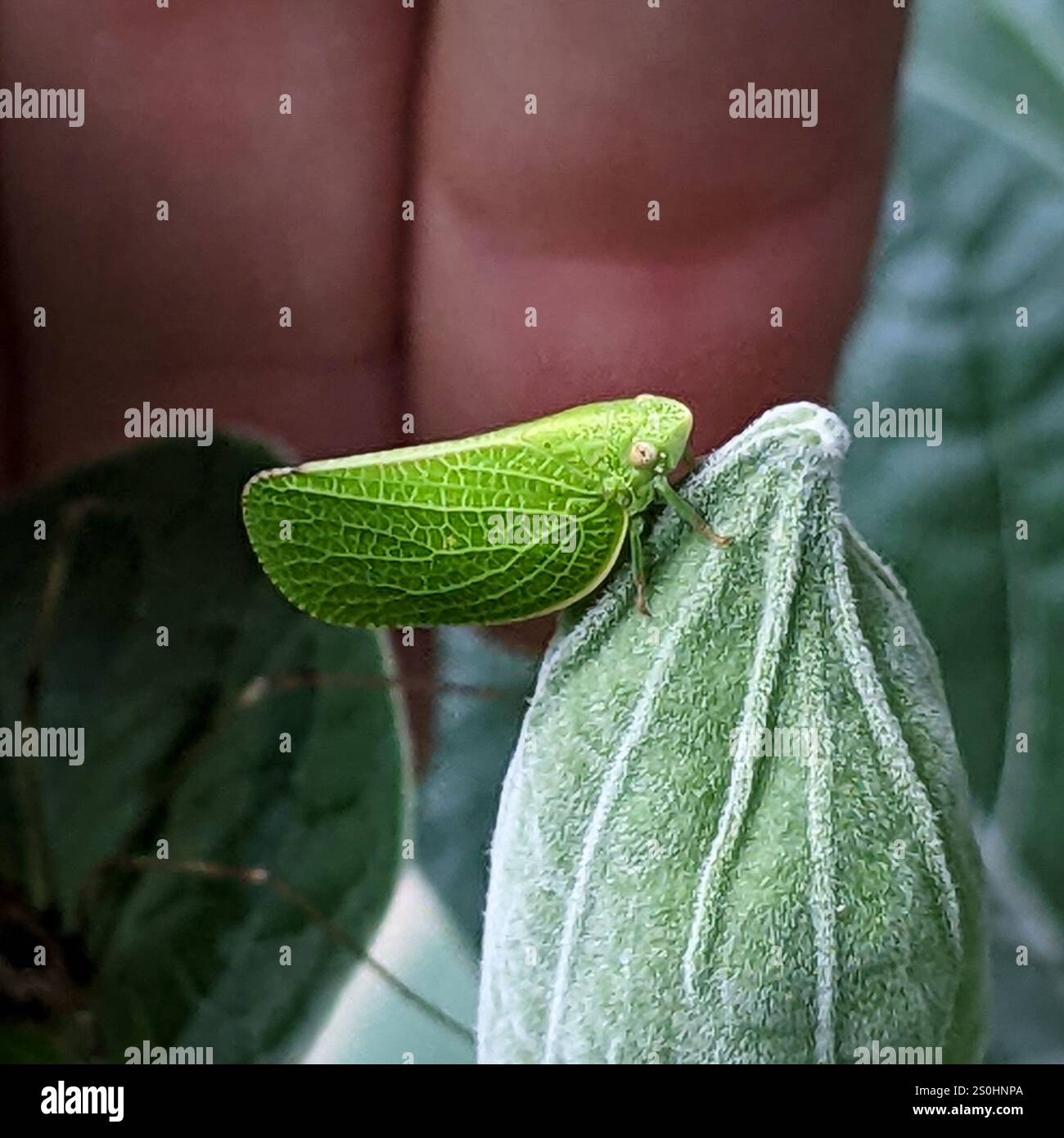 Green Cone-headed Planthopper (Acanalonia conica Stock Photo - Alamy