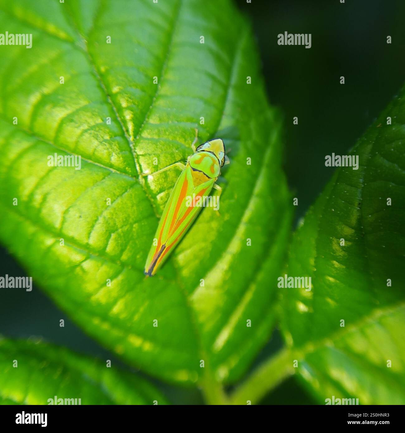 Rhododendron Leafhopper (Graphocephala fennahi Stock Photo - Alamy