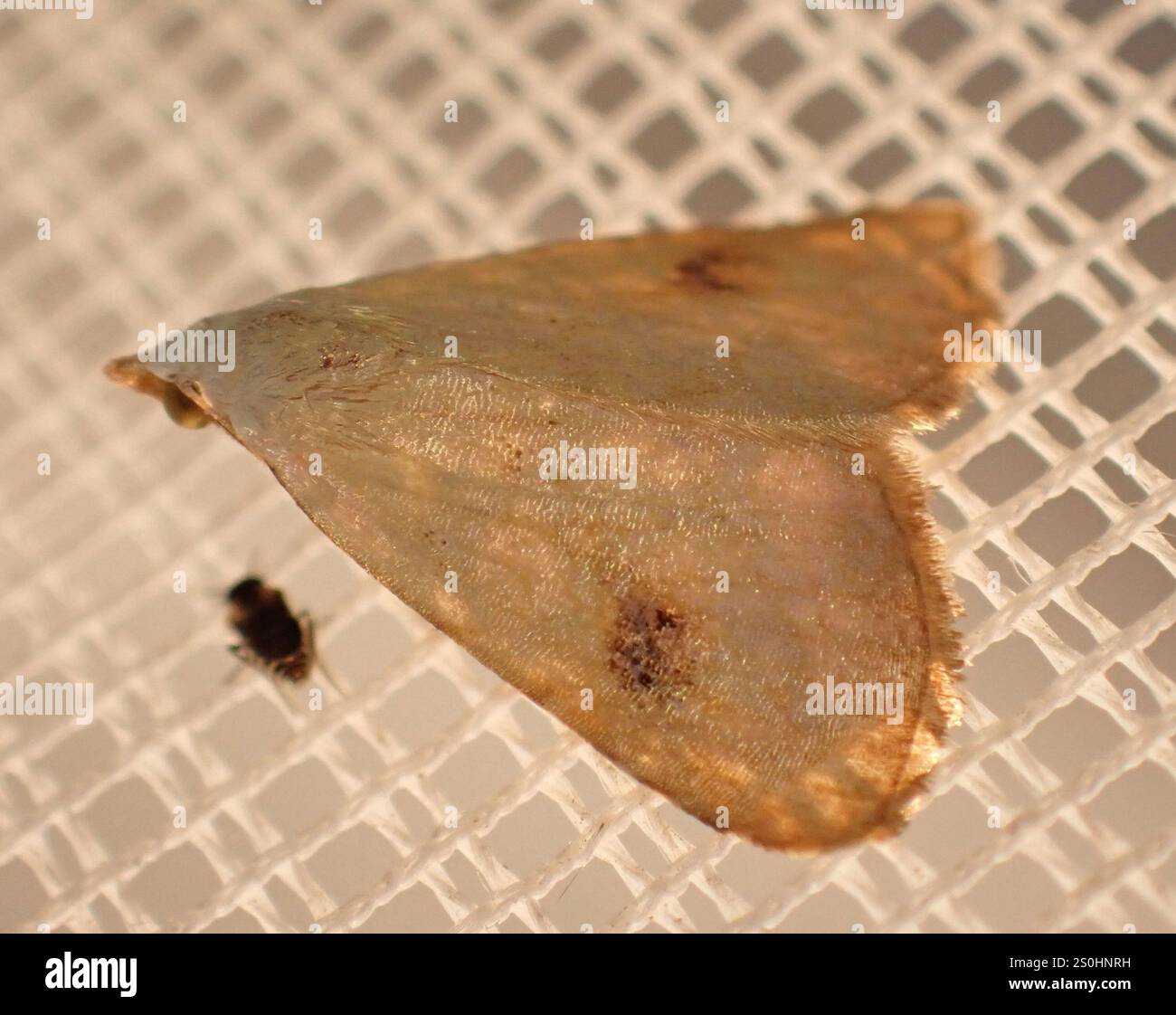 Straw Dot (Rivula sericealis Stock Photo - Alamy