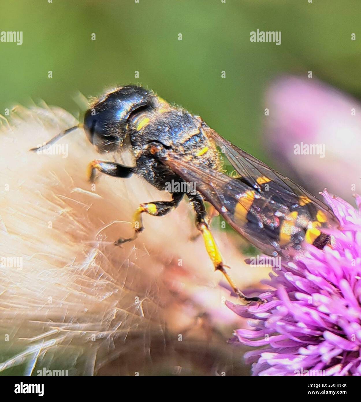 Common Ectemnius (Ectemnius continuus Stock Photo - Alamy