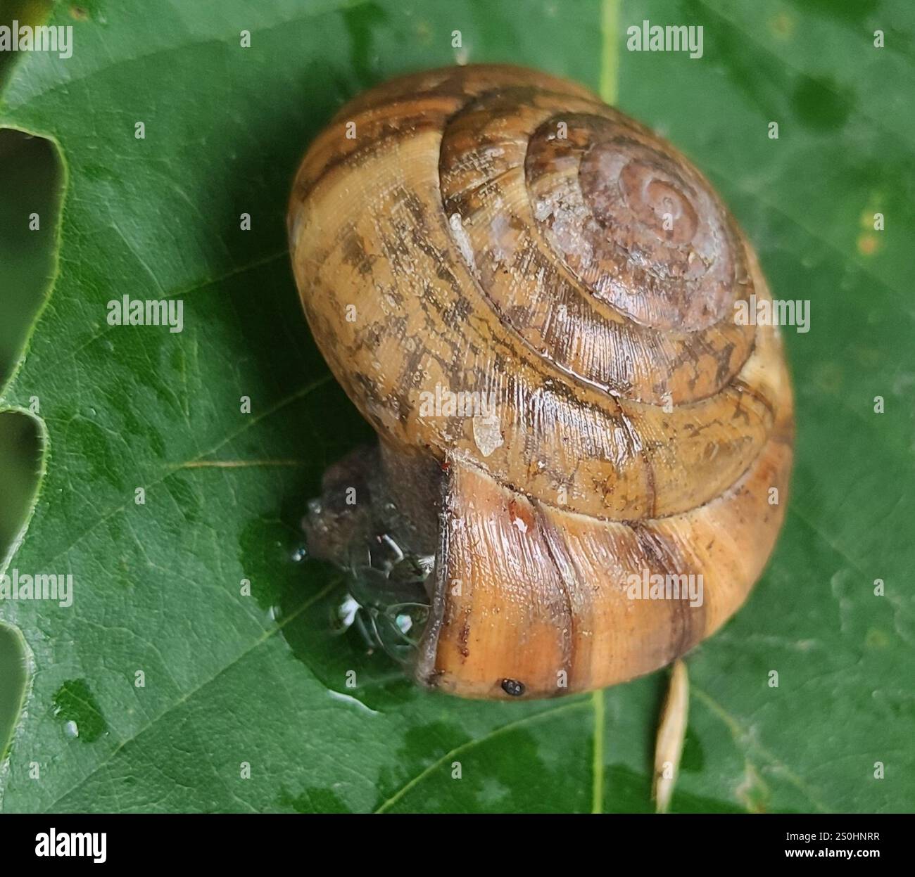 Large Glass Snail (Aegopis verticillus Stock Photo - Alamy