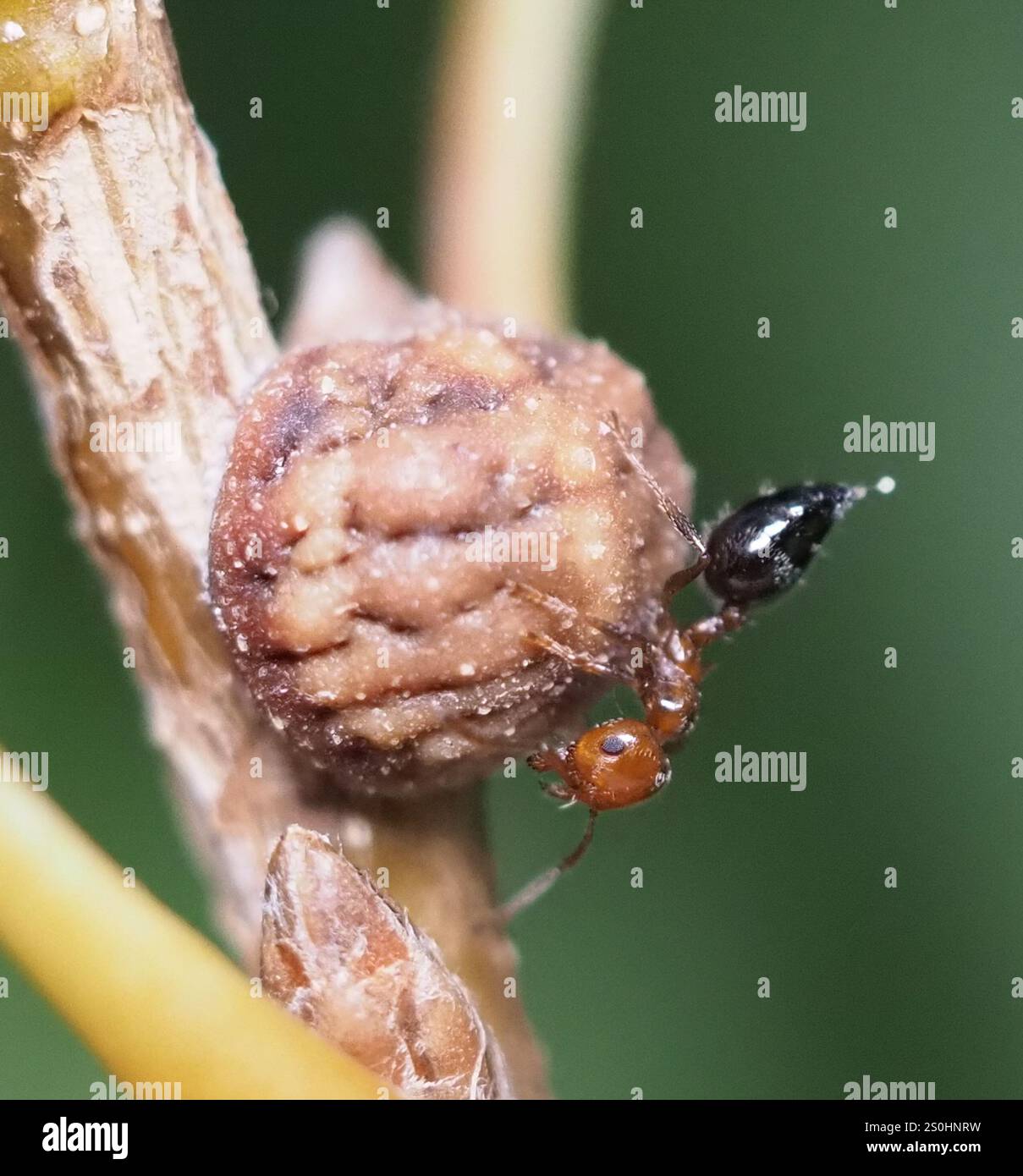 Shiny Acrobat Ant (Crematogaster laeviuscula Stock Photo - Alamy