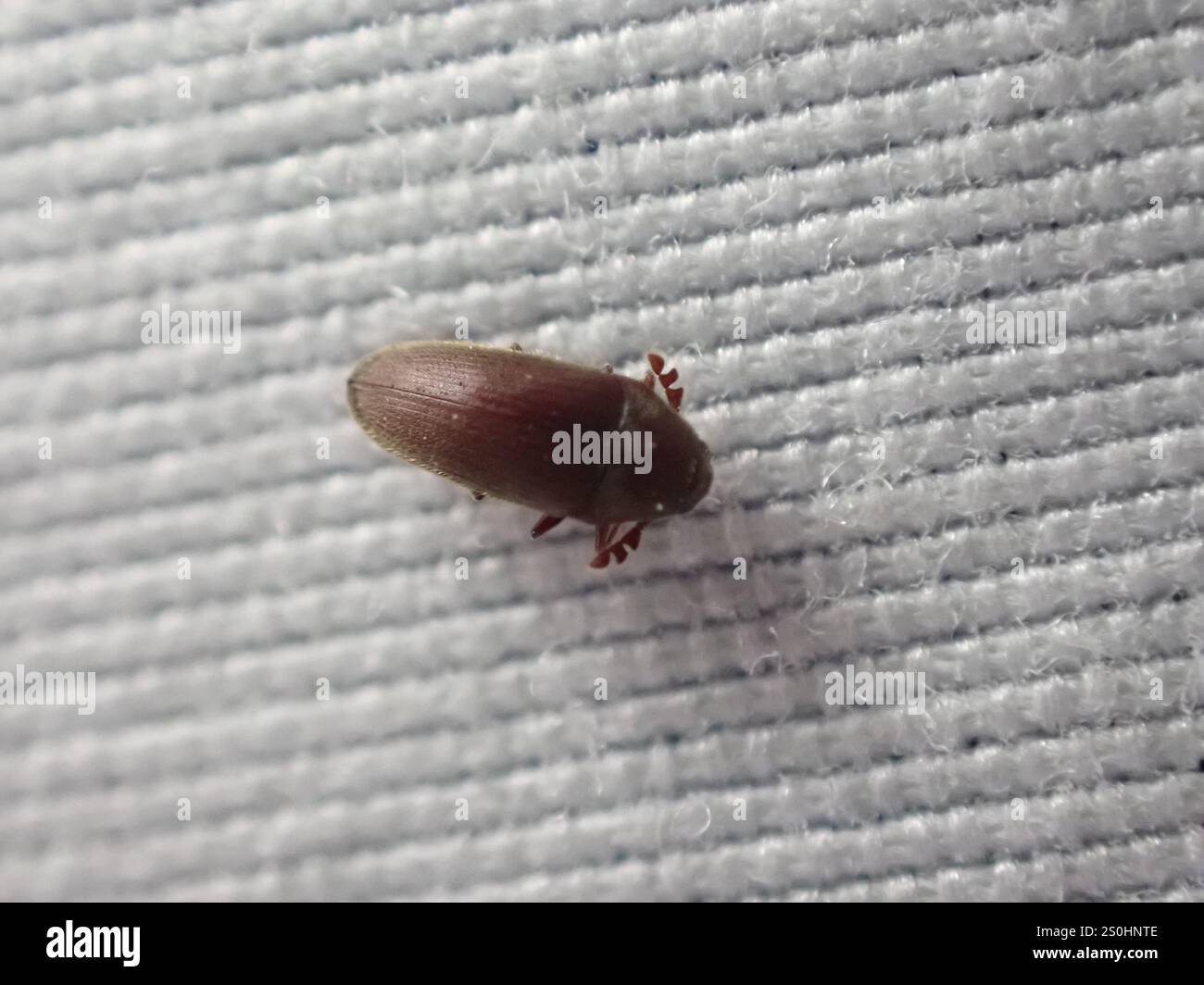 Small false click beetles (Throscidae Stock Photo - Alamy