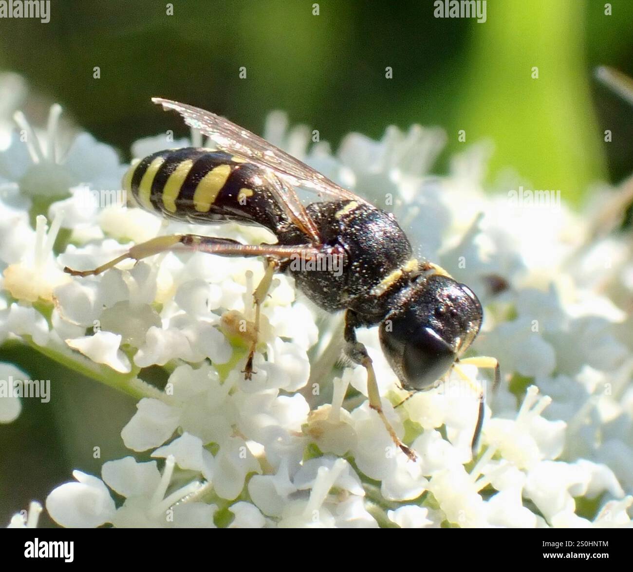 Square-headed Wasps, Sand Wasps, and Allies (Crabronidae Stock Photo ...