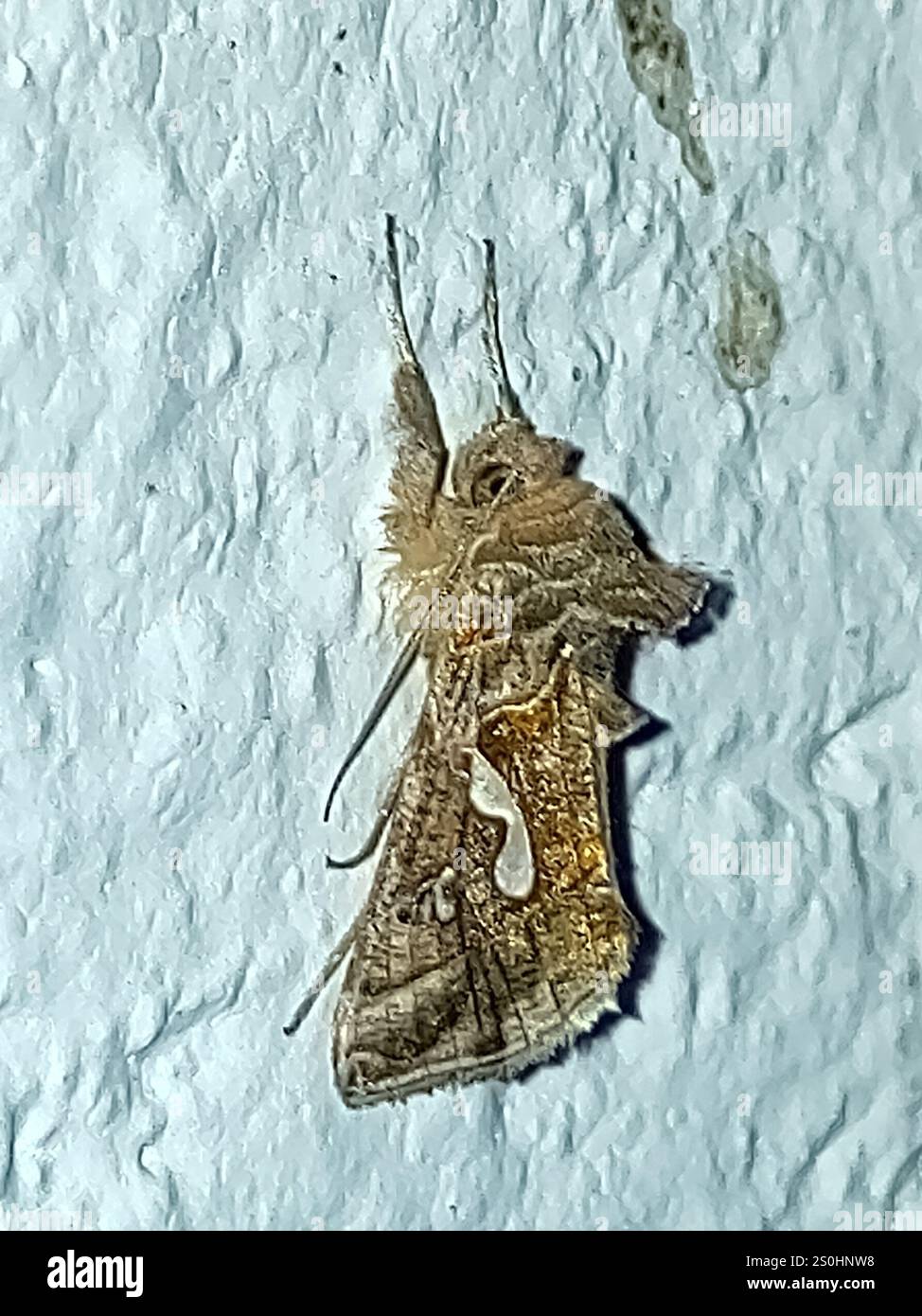 Plusiine Looper Moths (Plusiinae Stock Photo - Alamy