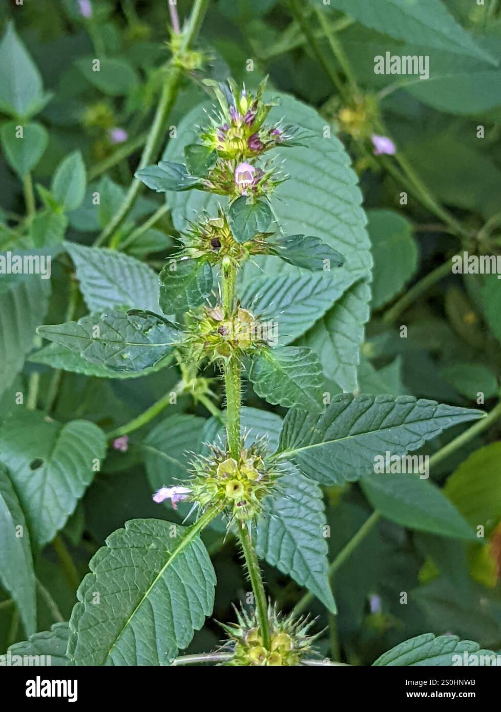 Common hemp-nettle (Galeopsis tetrahit Stock Photo - Alamy