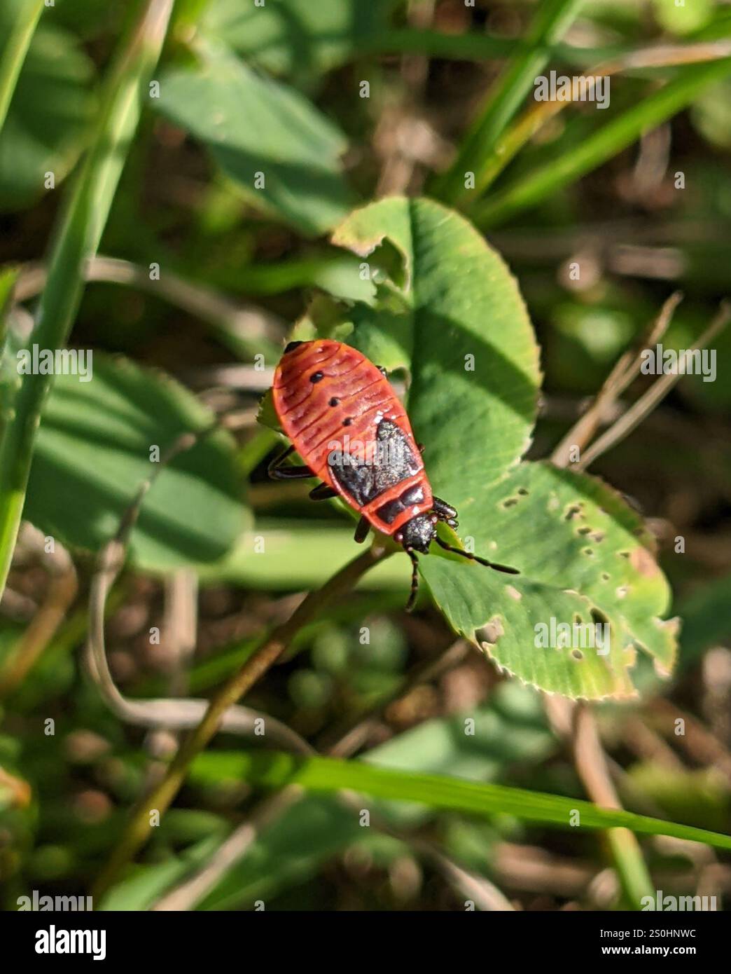 European Firebug (Pyrrhocoris apterus Stock Photo - Alamy
