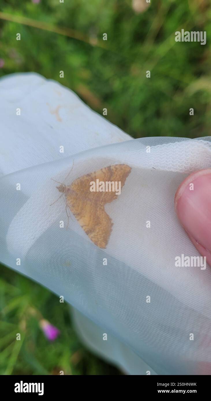 Yellow Shell Moth (Camptogramma bilineata Stock Photo - Alamy