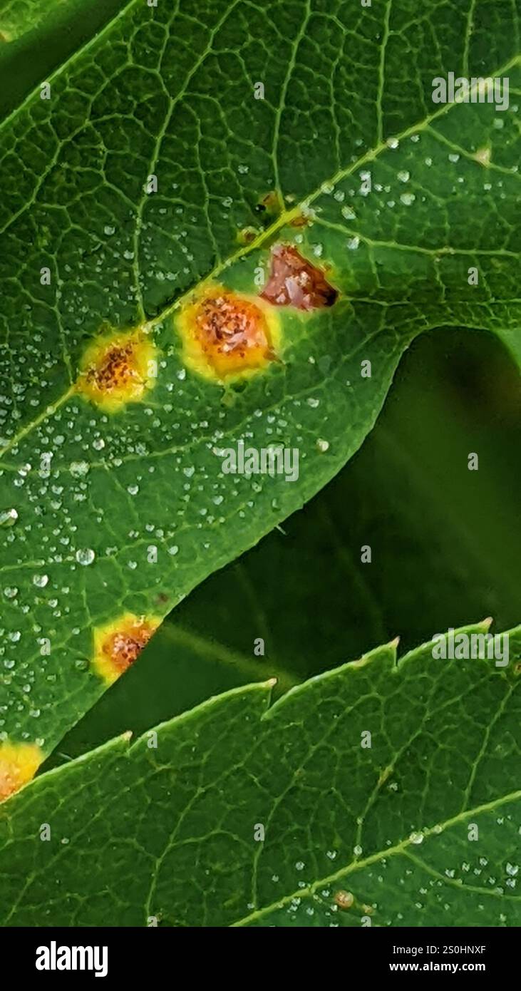 rust fungi (Pucciniales Stock Photo - Alamy