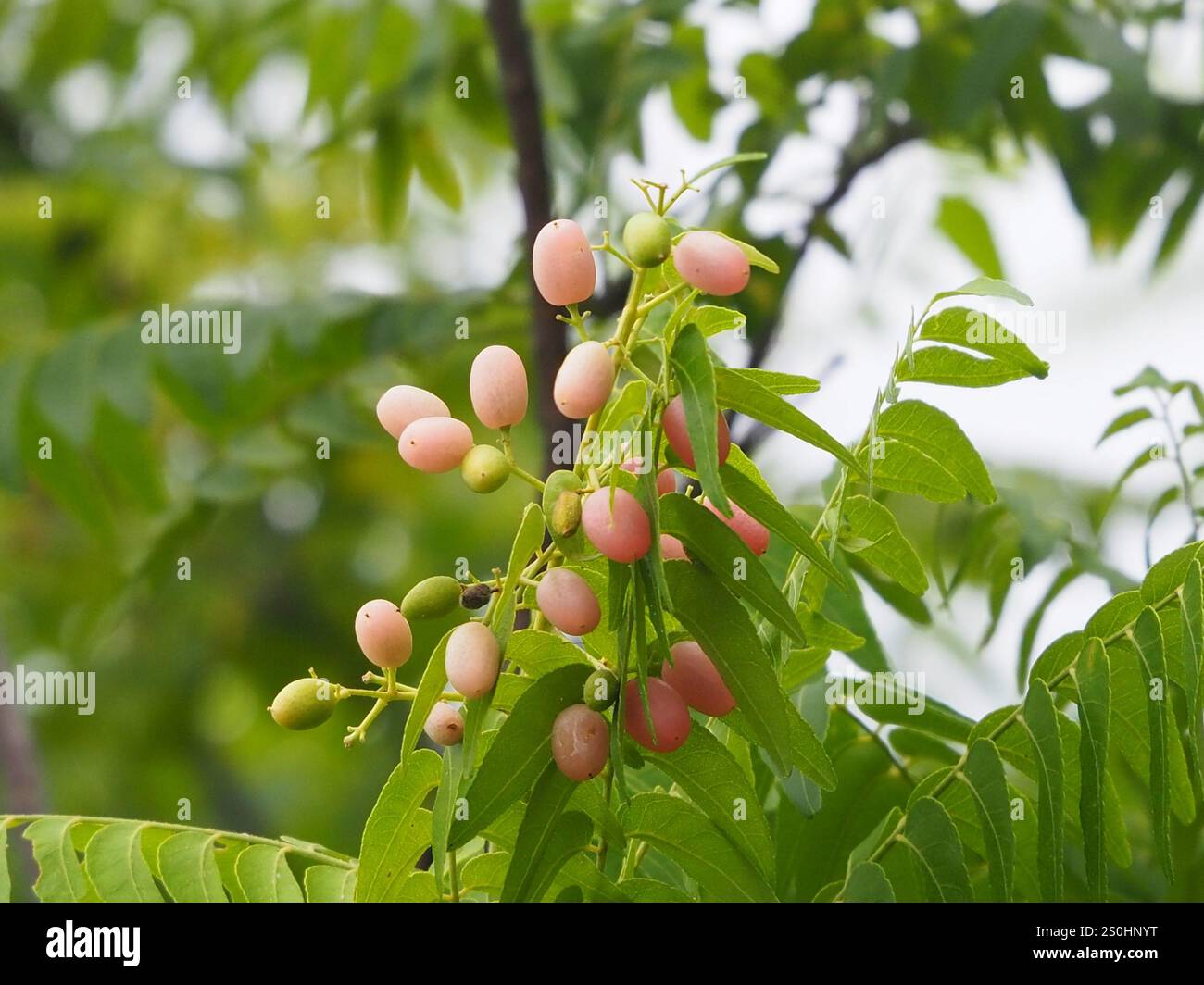 Coffee Bush (Clausena excavata Stock Photo - Alamy