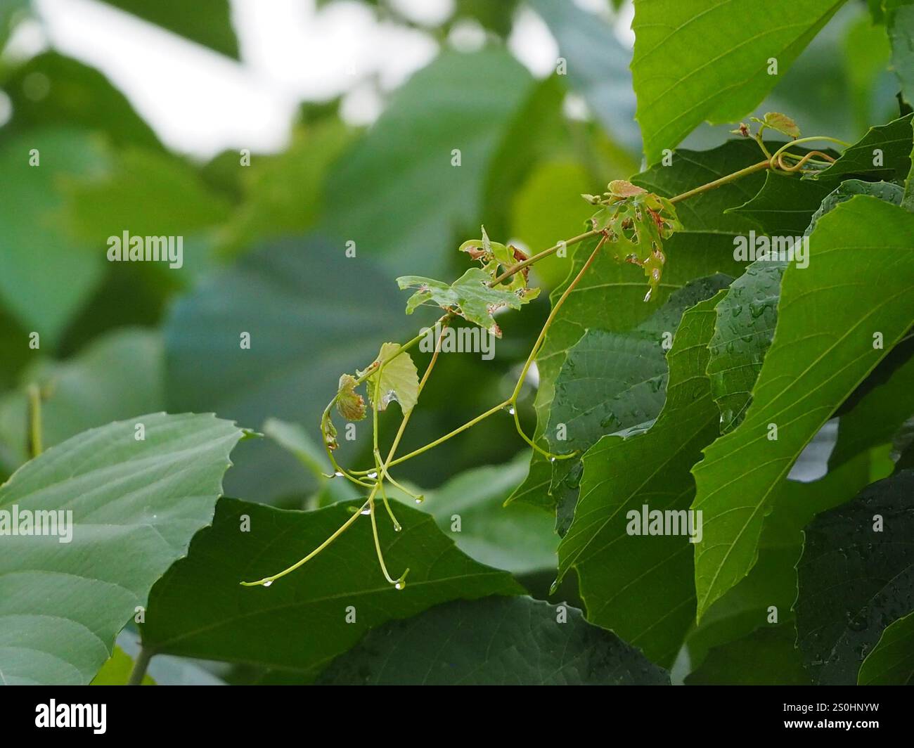 grape family (Vitaceae Stock Photo - Alamy