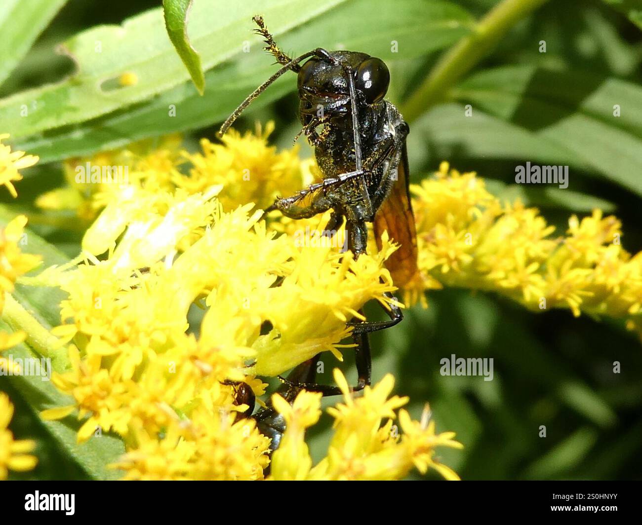 Gold-marked Thread-waisted Wasp (Eremnophila aureonotata Stock Photo ...