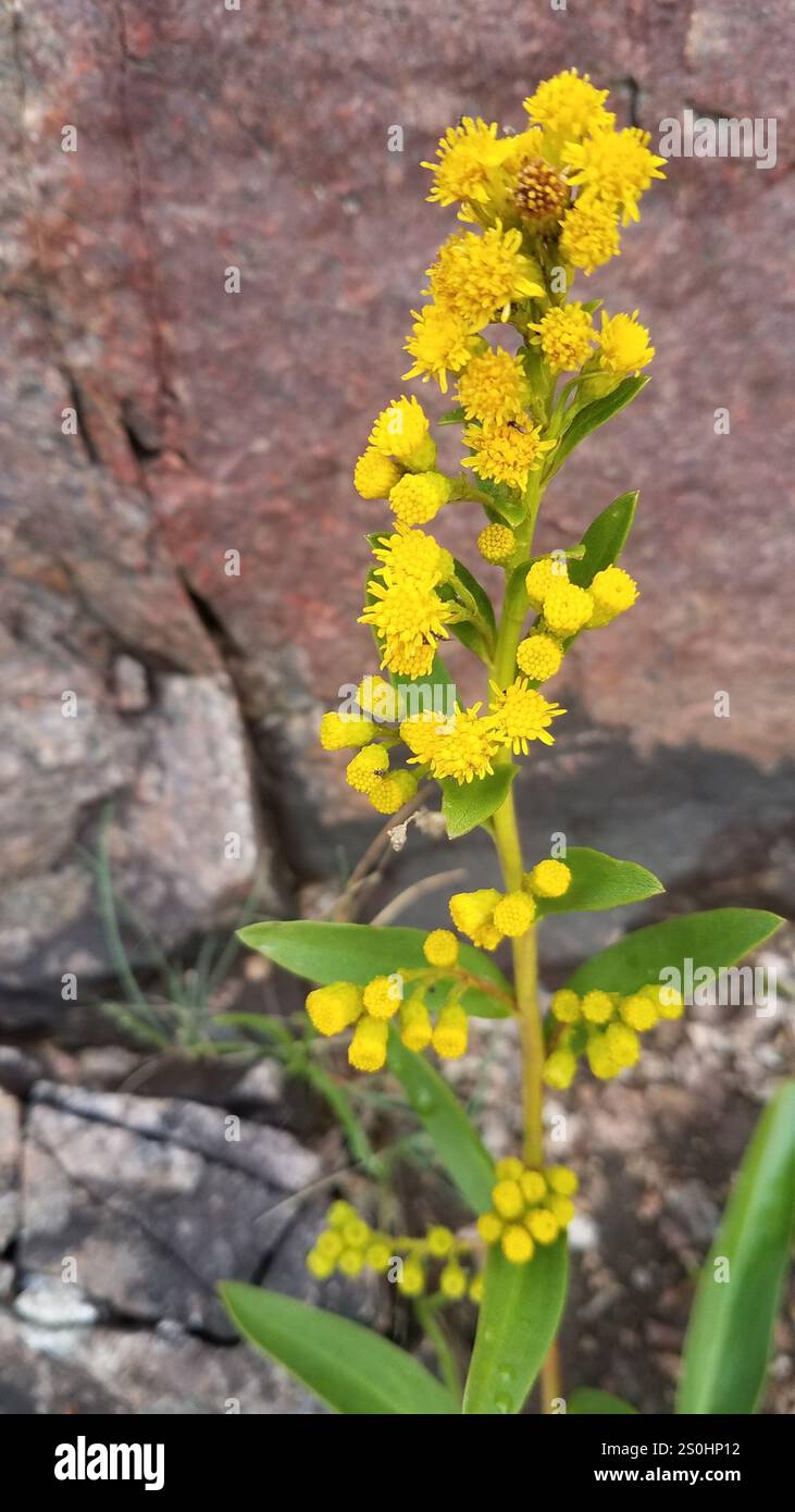 northern seaside goldenrod (Solidago sempervirens Stock Photo - Alamy