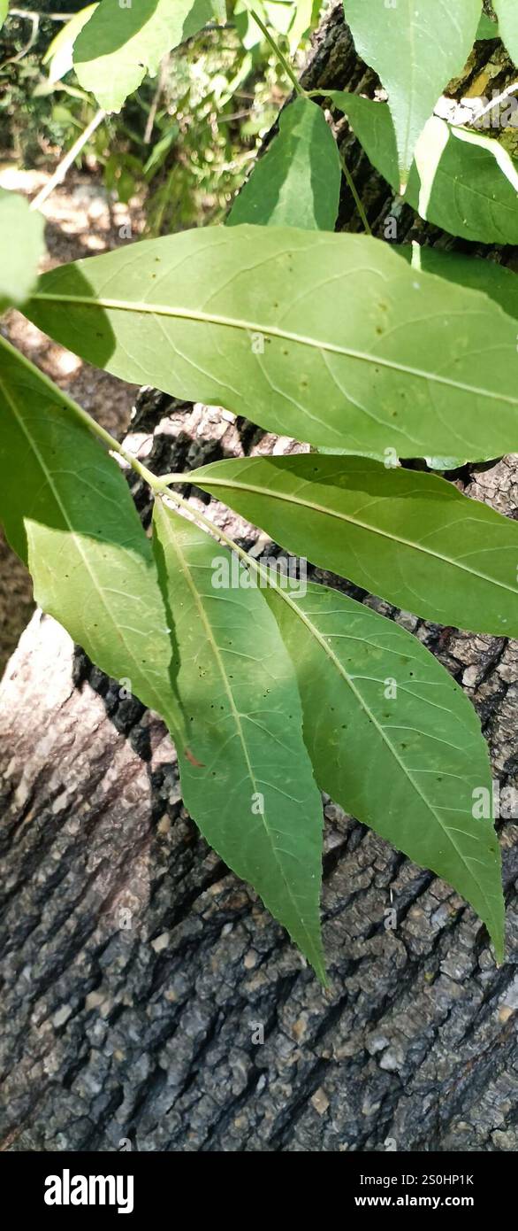 Shamel Ash (Fraxinus uhdei Stock Photo - Alamy