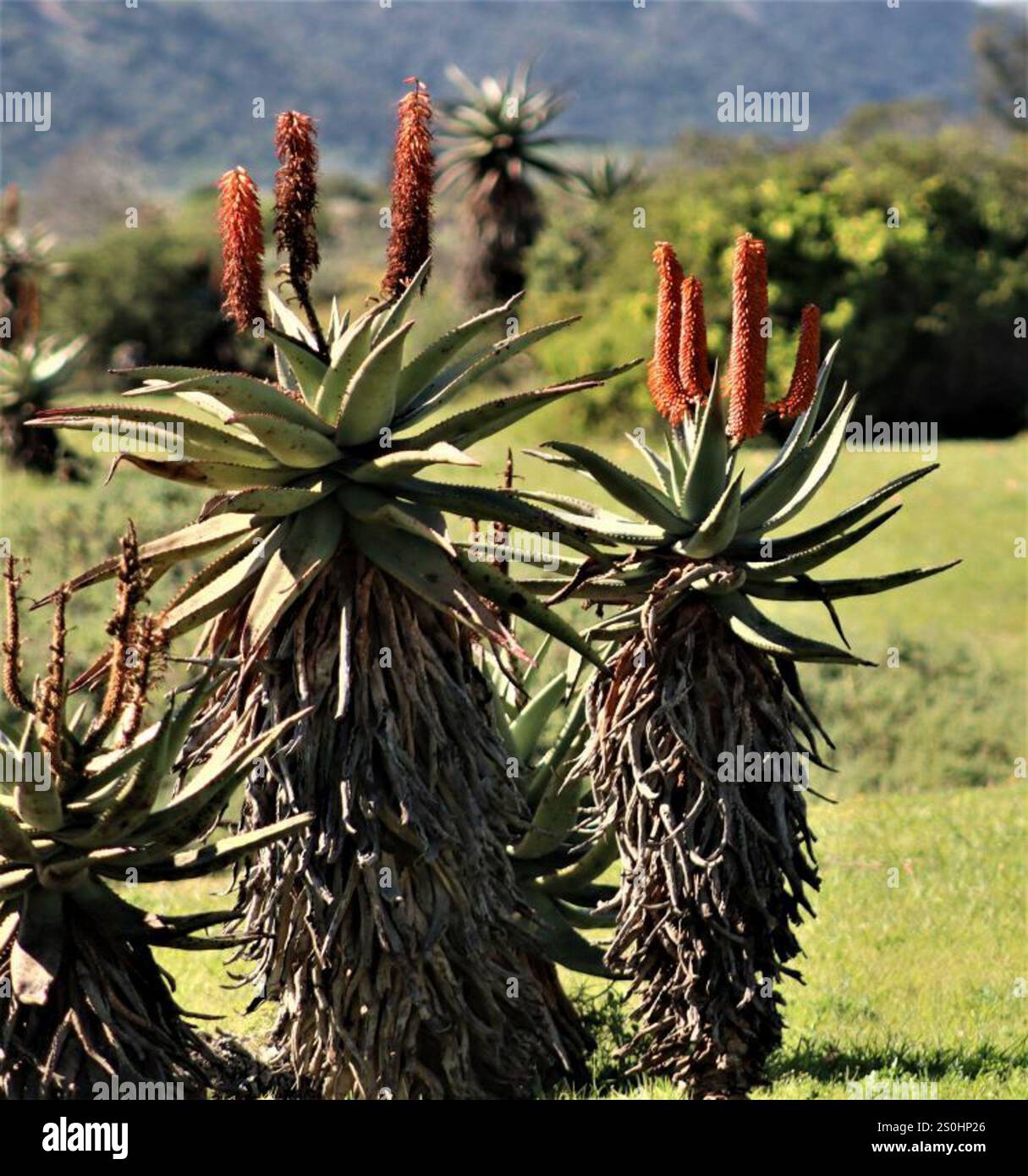 Cape Aloe (Aloe ferox Stock Photo - Alamy
