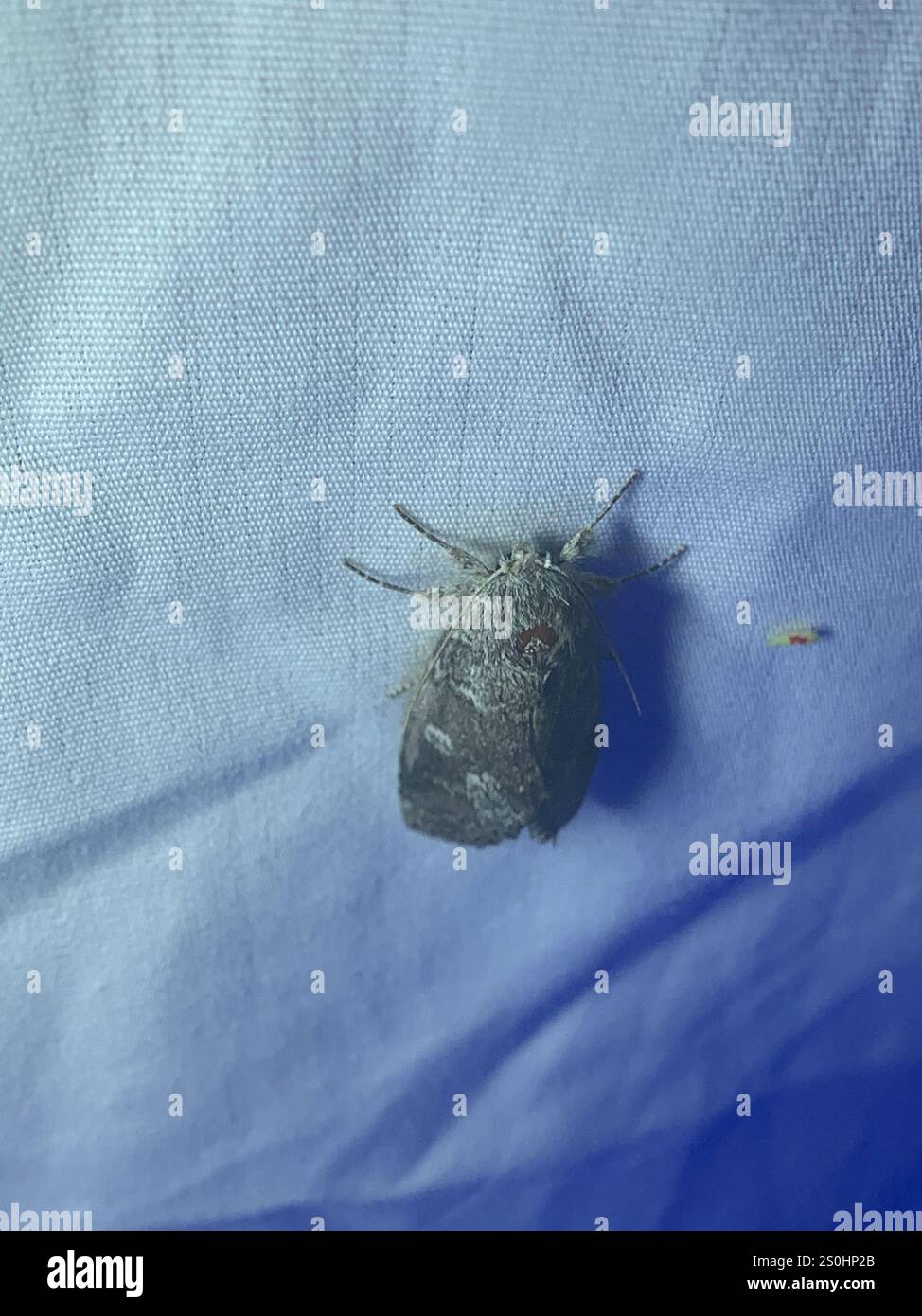 Variable Oakleaf Caterpillar Moth (Lochmaeus manteo Stock Photo - Alamy