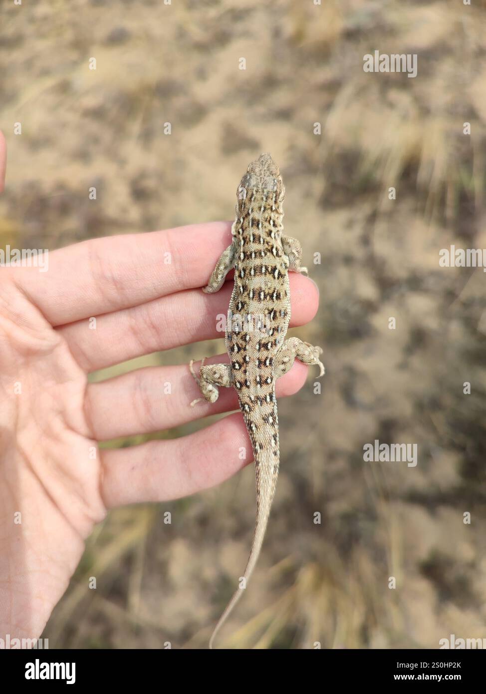 (Eremias arguta deserti Stock Photo - Alamy