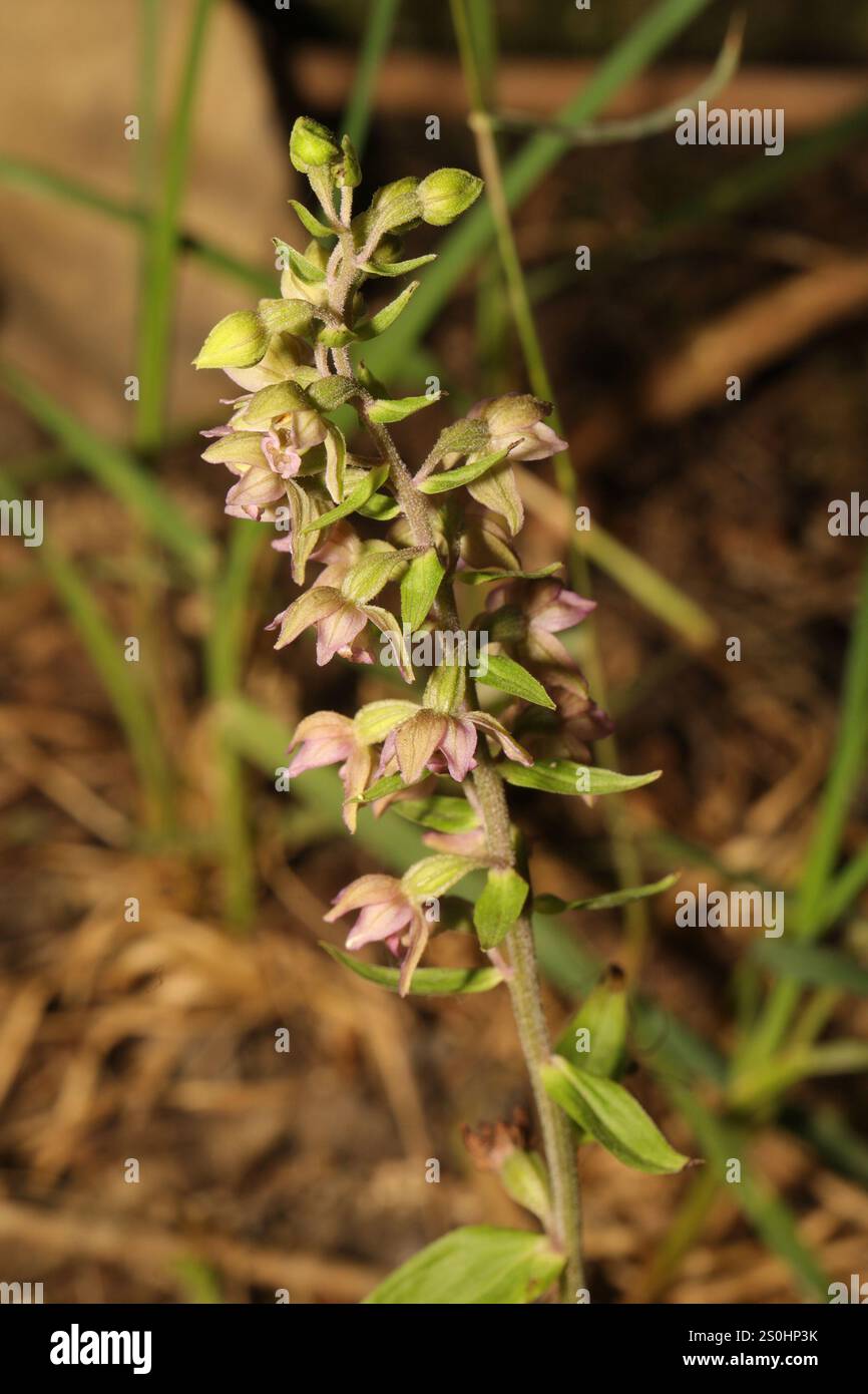Broad-leaved helleborine (Epipactis helleborine Stock Photo - Alamy