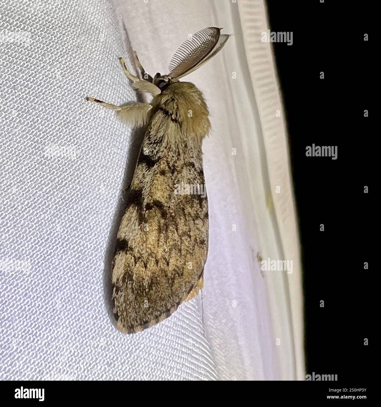 Spongy Moth (Lymantria dispar Stock Photo - Alamy