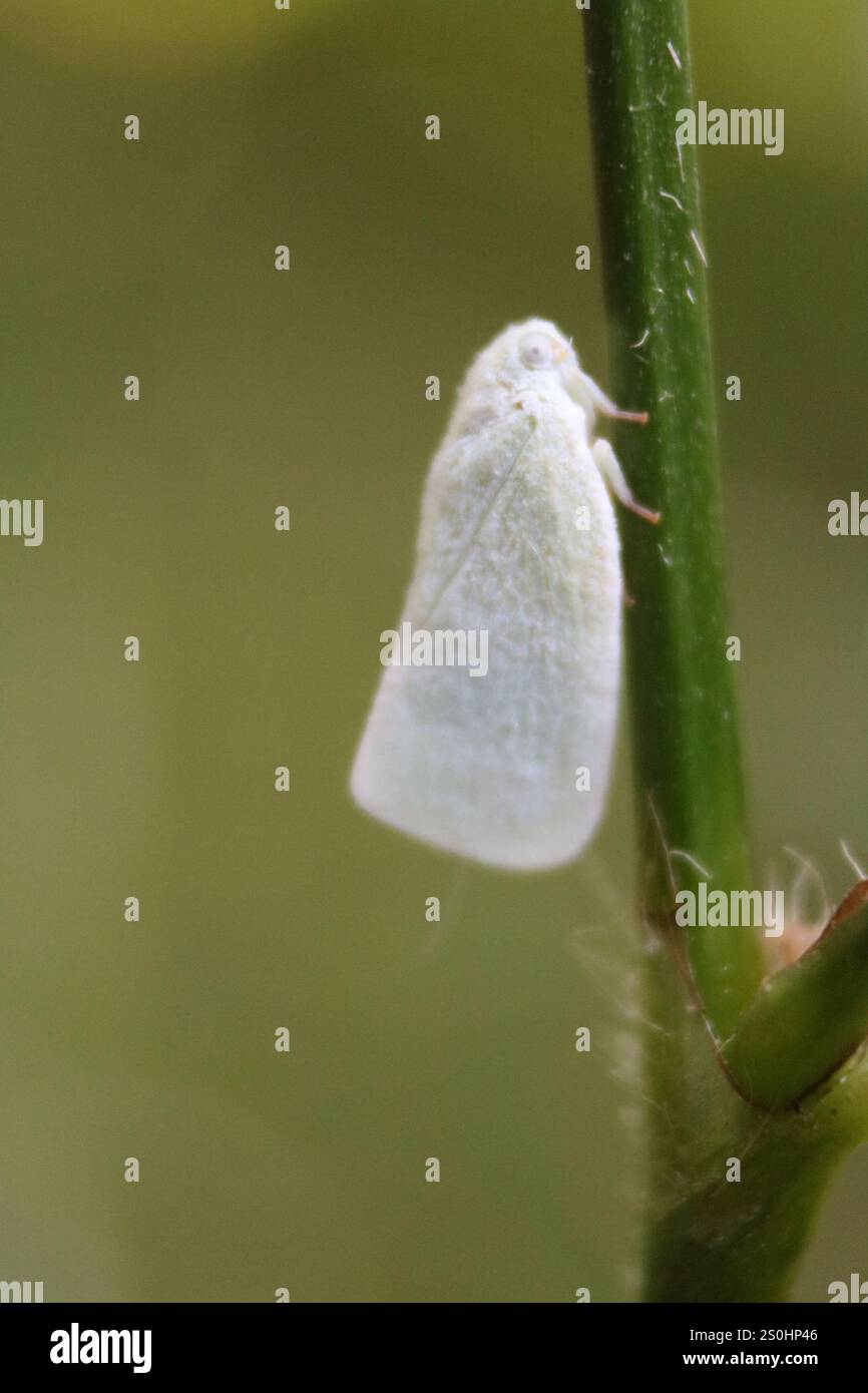 Northern Flatid Planthopper (Flatormenis proxima Stock Photo - Alamy