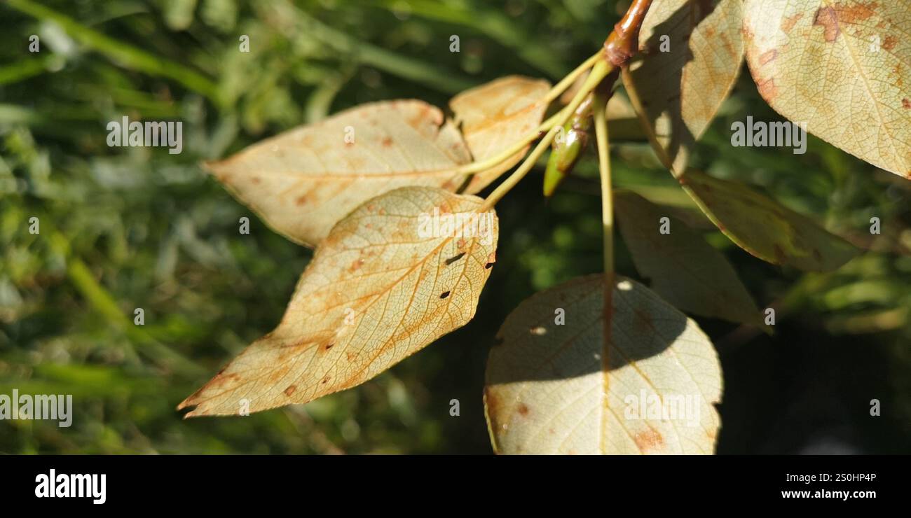 balsam poplar (Populus balsamifera Stock Photo - Alamy