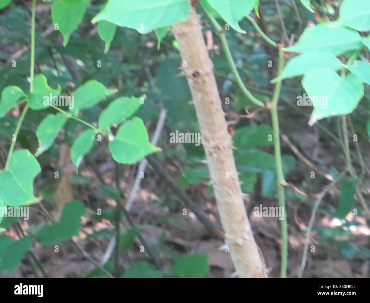 devil's walkingstick (Aralia spinosa Stock Photo - Alamy