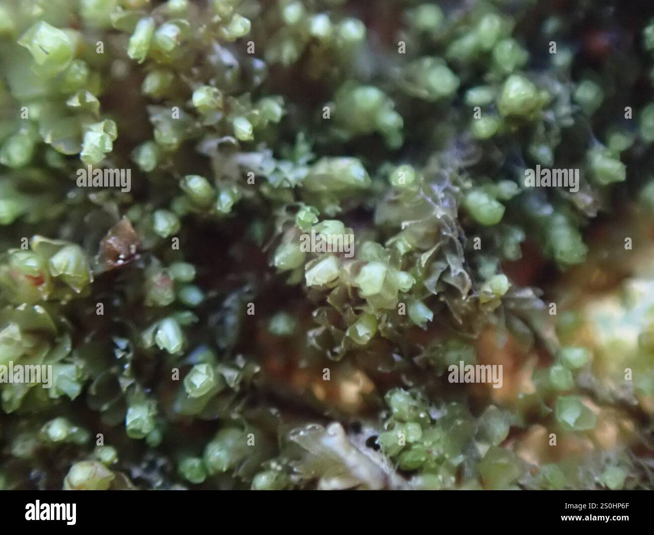 Droplet Notchwort (Lophozia guttulata Stock Photo - Alamy