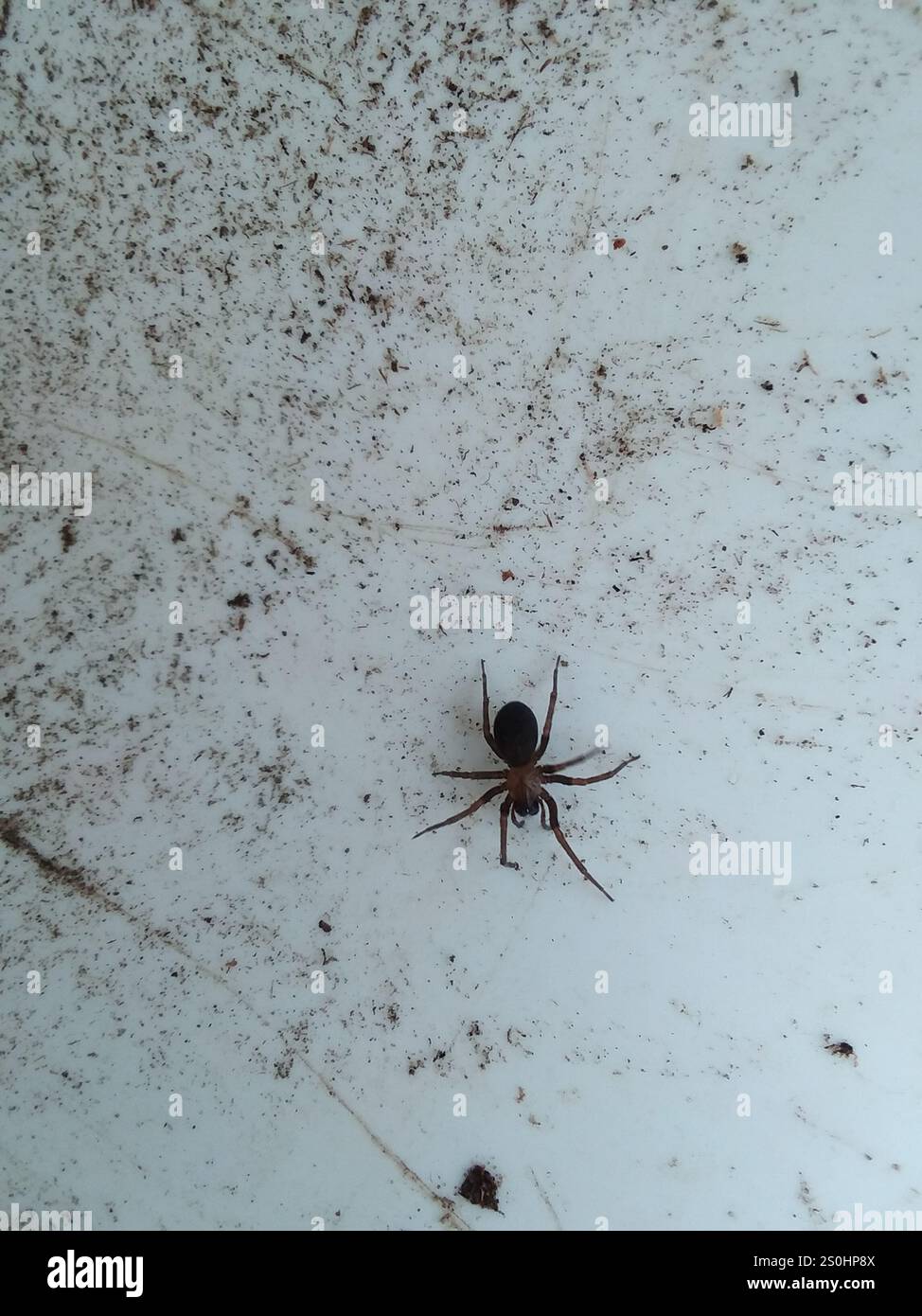 South American Toothed Hacklemesh Weaver (Metaltella simoni Stock Photo ...