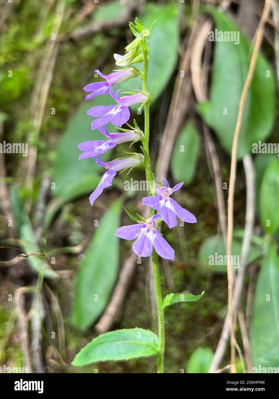 downy lobelia (Lobelia puberula Stock Photo - Alamy