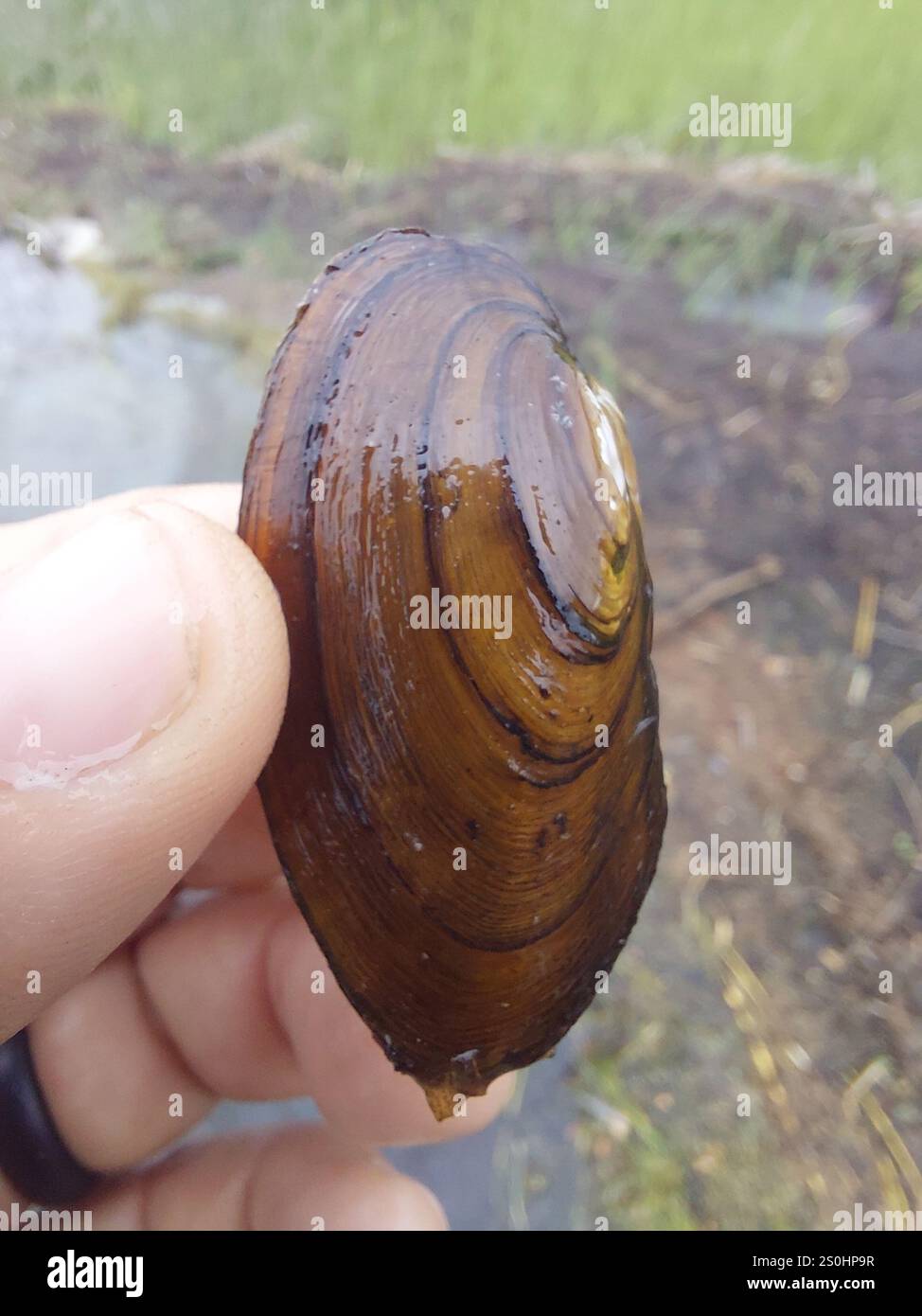 Eastern Elliptio (Elliptio complanata Stock Photo - Alamy