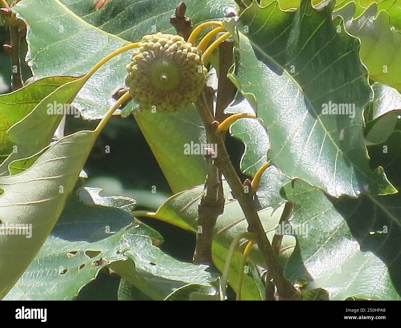 swamp chestnut oak (Quercus michauxii Stock Photo - Alamy