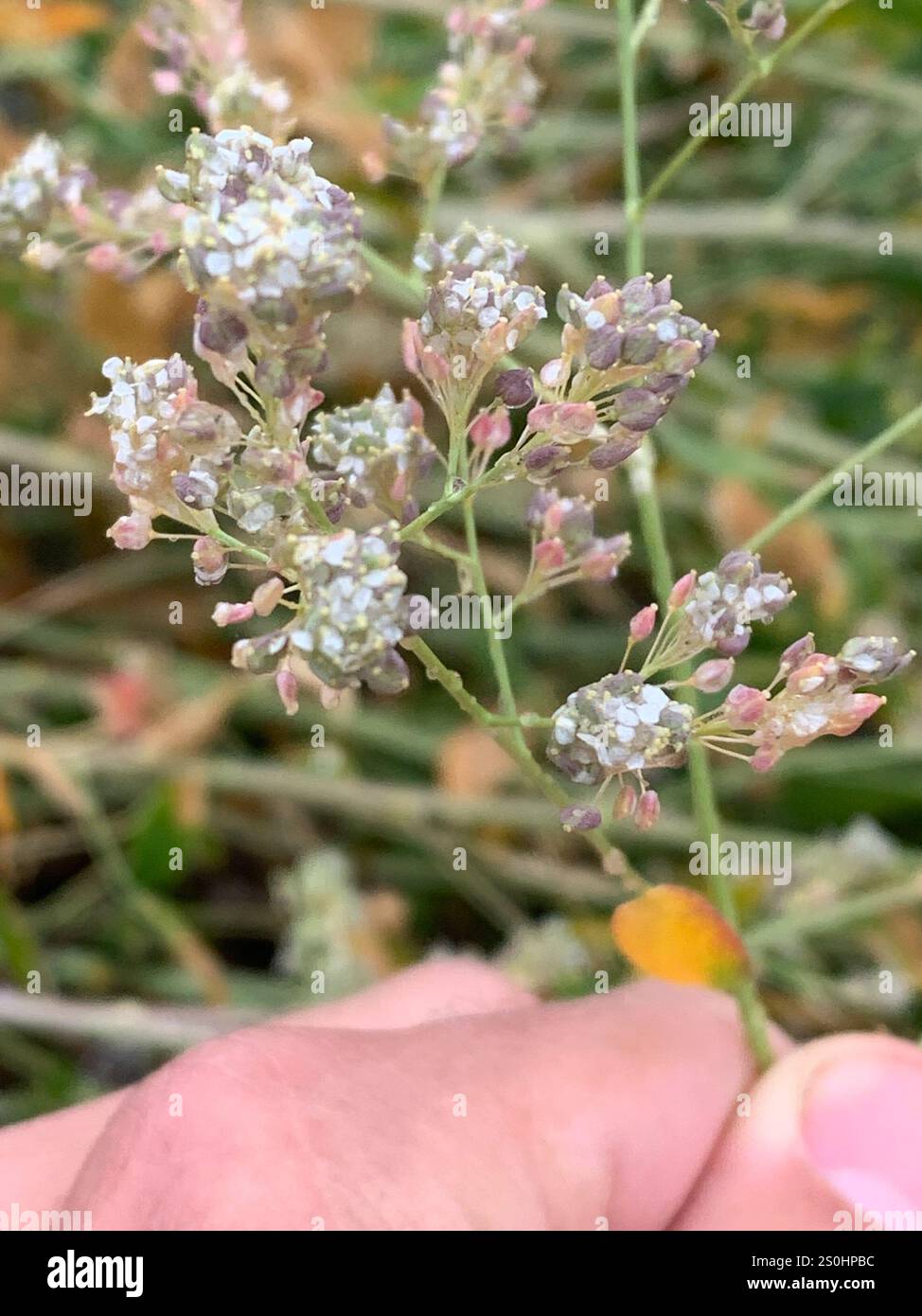 broadleaved pepperweed (Lepidium latifolium Stock Photo - Alamy