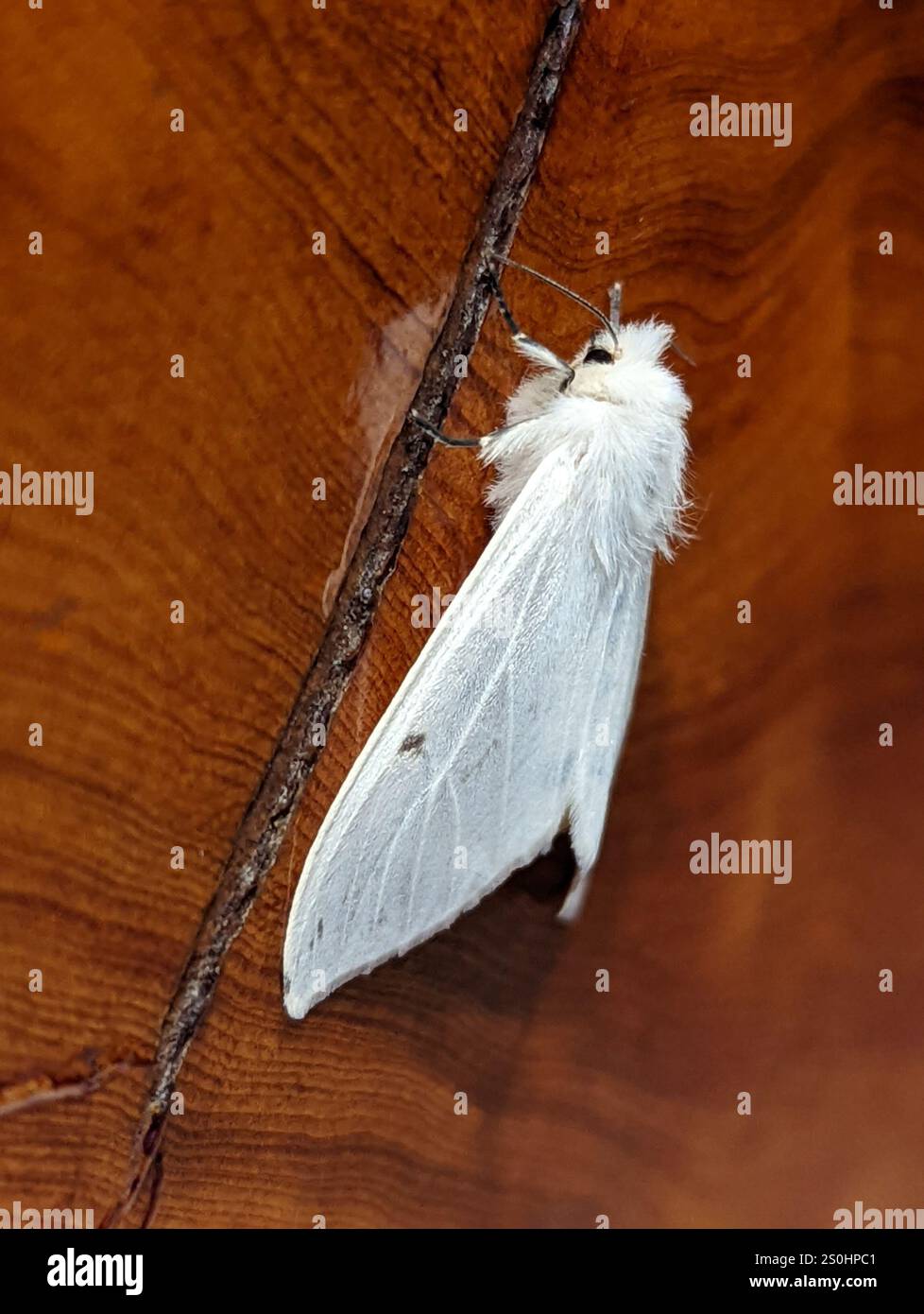 Water Ermine (Spilosoma urticae Stock Photo - Alamy
