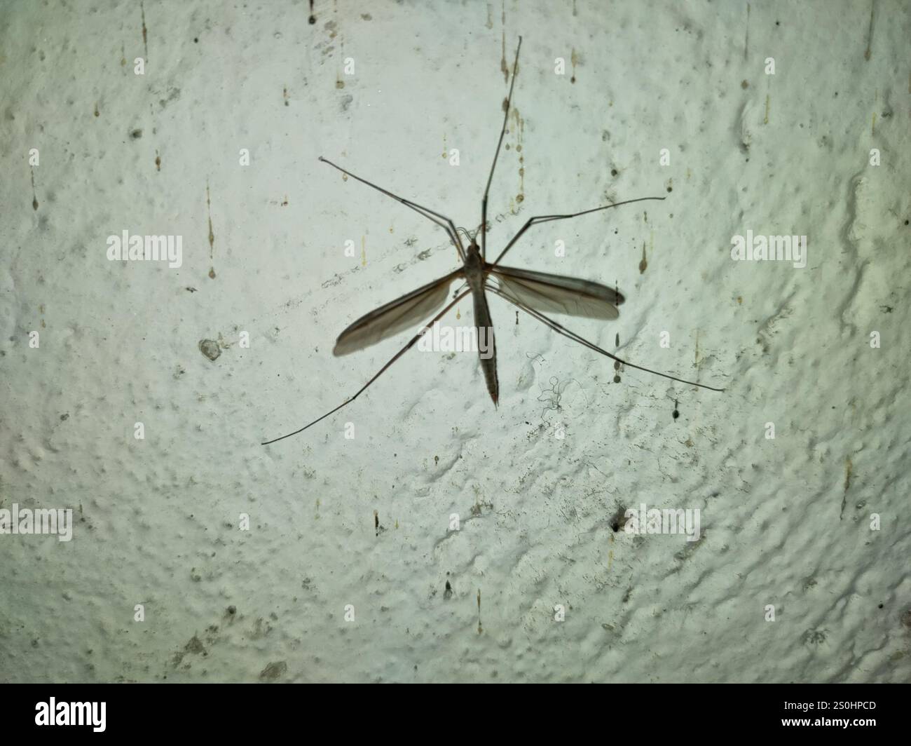 Typical Crane Flies (Tipuloidea Stock Photo - Alamy