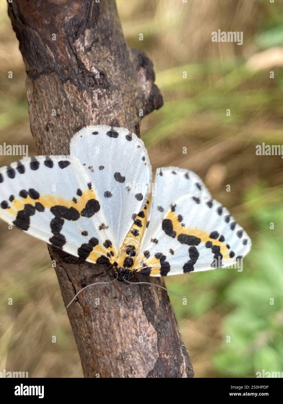Magpie Moth (Abraxas grossulariata Stock Photo - Alamy