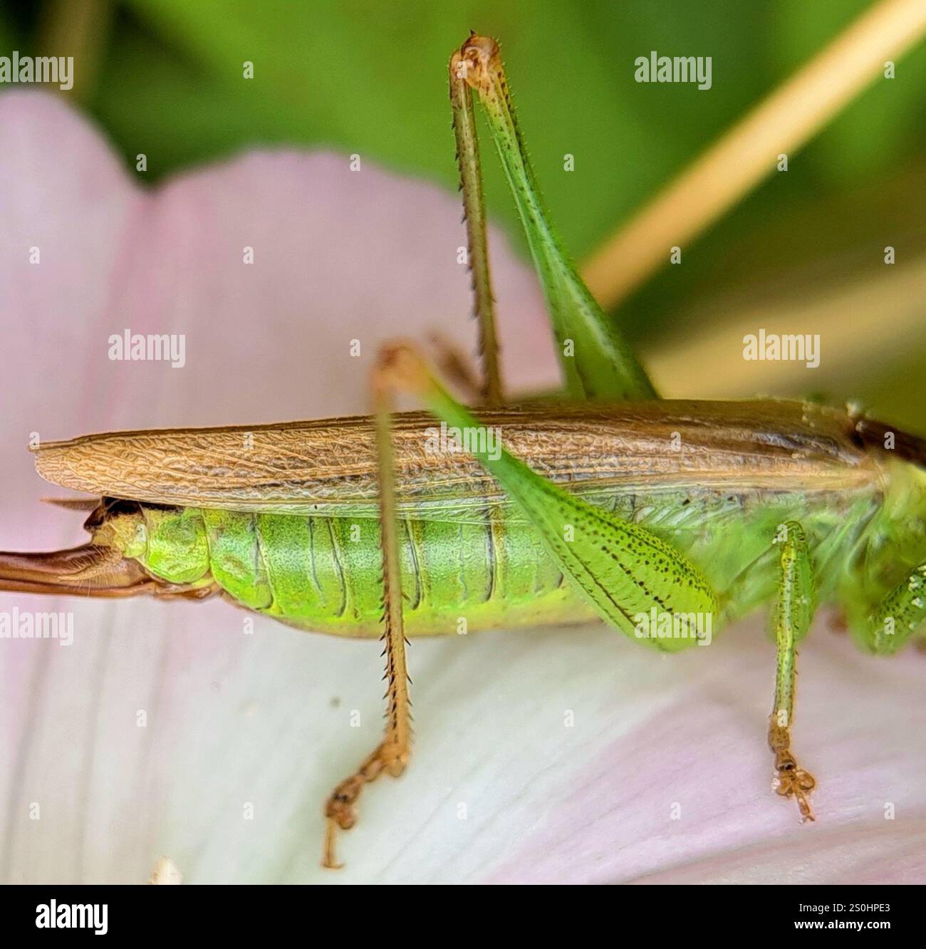 Long-winged Conehead (Conocephalus fuscus Stock Photo - Alamy